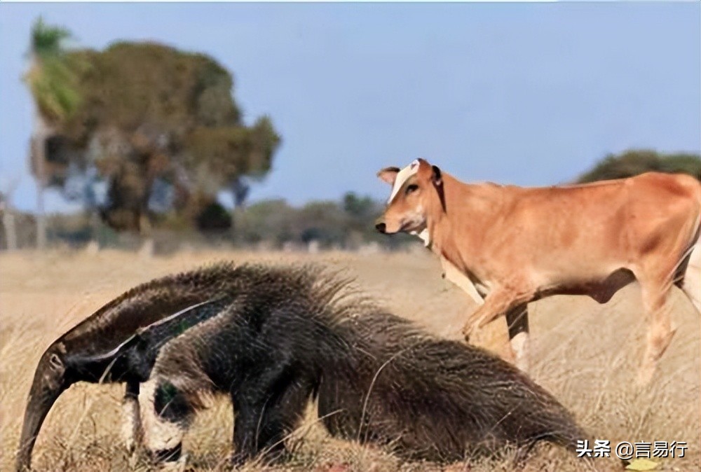 The Mystery of the Highway in the Ant Kingdom - iNEWS