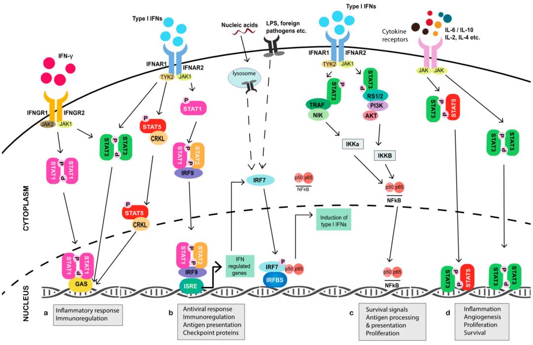 JAK-STAT pathway and tumor immunity - iNEWS
