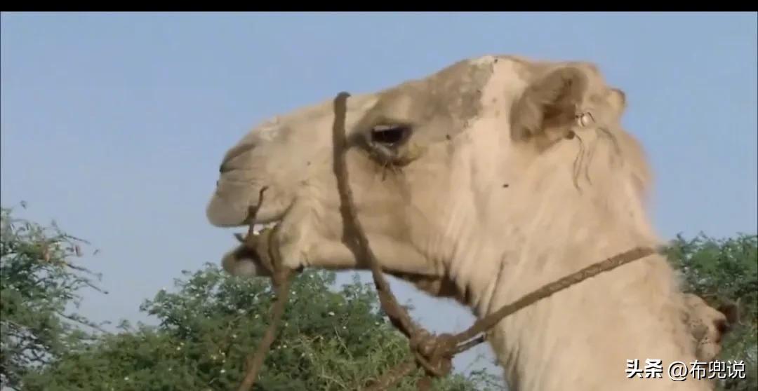 The salt-pickers of the primitive tribes of Africa, the whole body ...