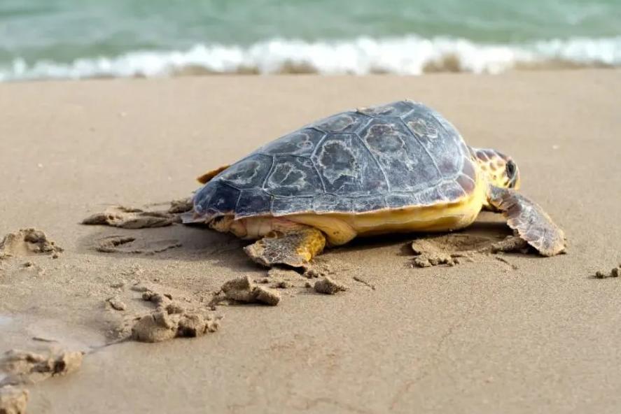 Sea Turtle Secrets: Migratory Abilities, Eviposition Habits, Ecological ...
