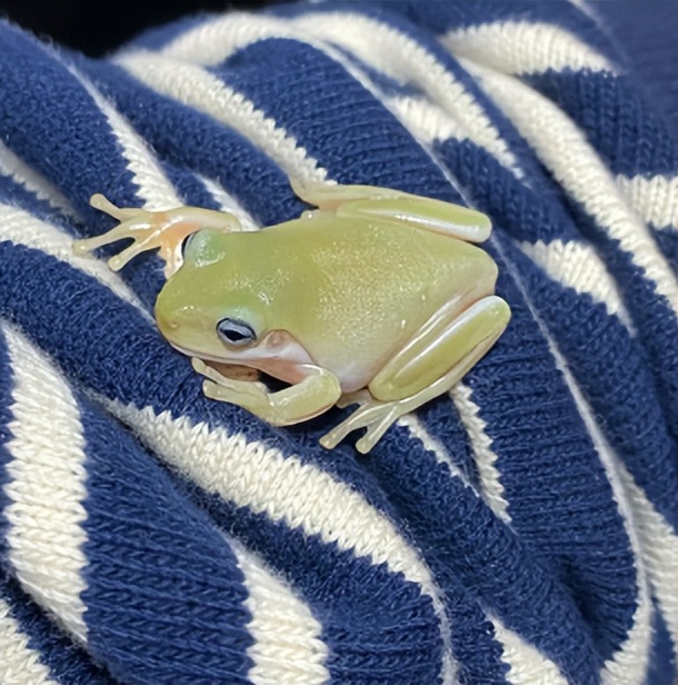 The Charm of the Tree Frog: Exploring the Ecology and Conservation of ...