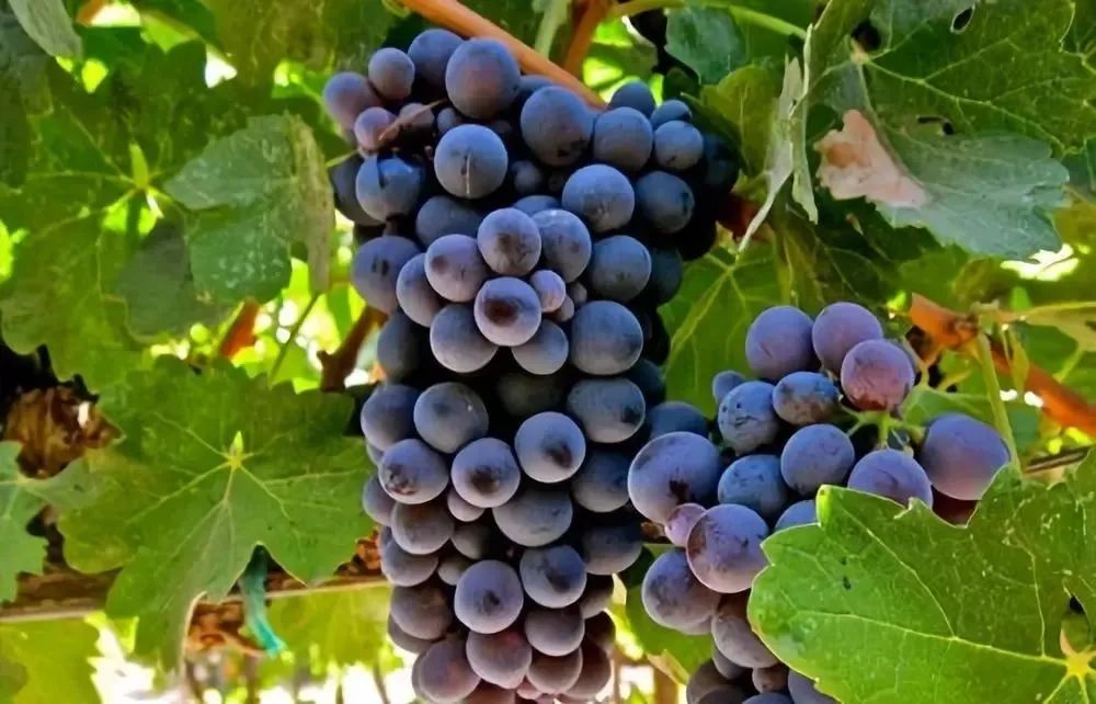 Analysis of microbial interaction yeast, what role did microorganisms ...