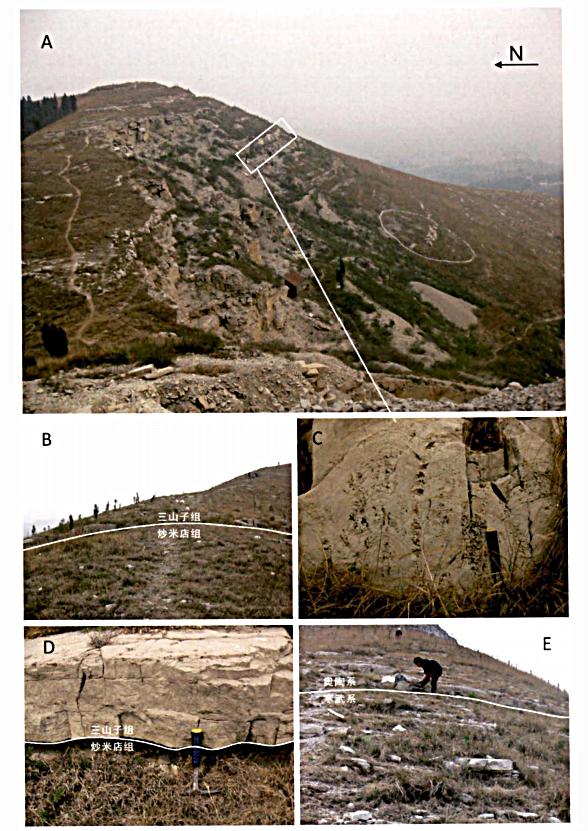 New discoveries in the ancient food chain based on late Cambrian ...