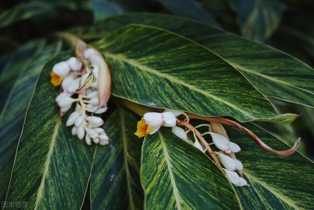 Xia Fang's Resentment - iNEWS