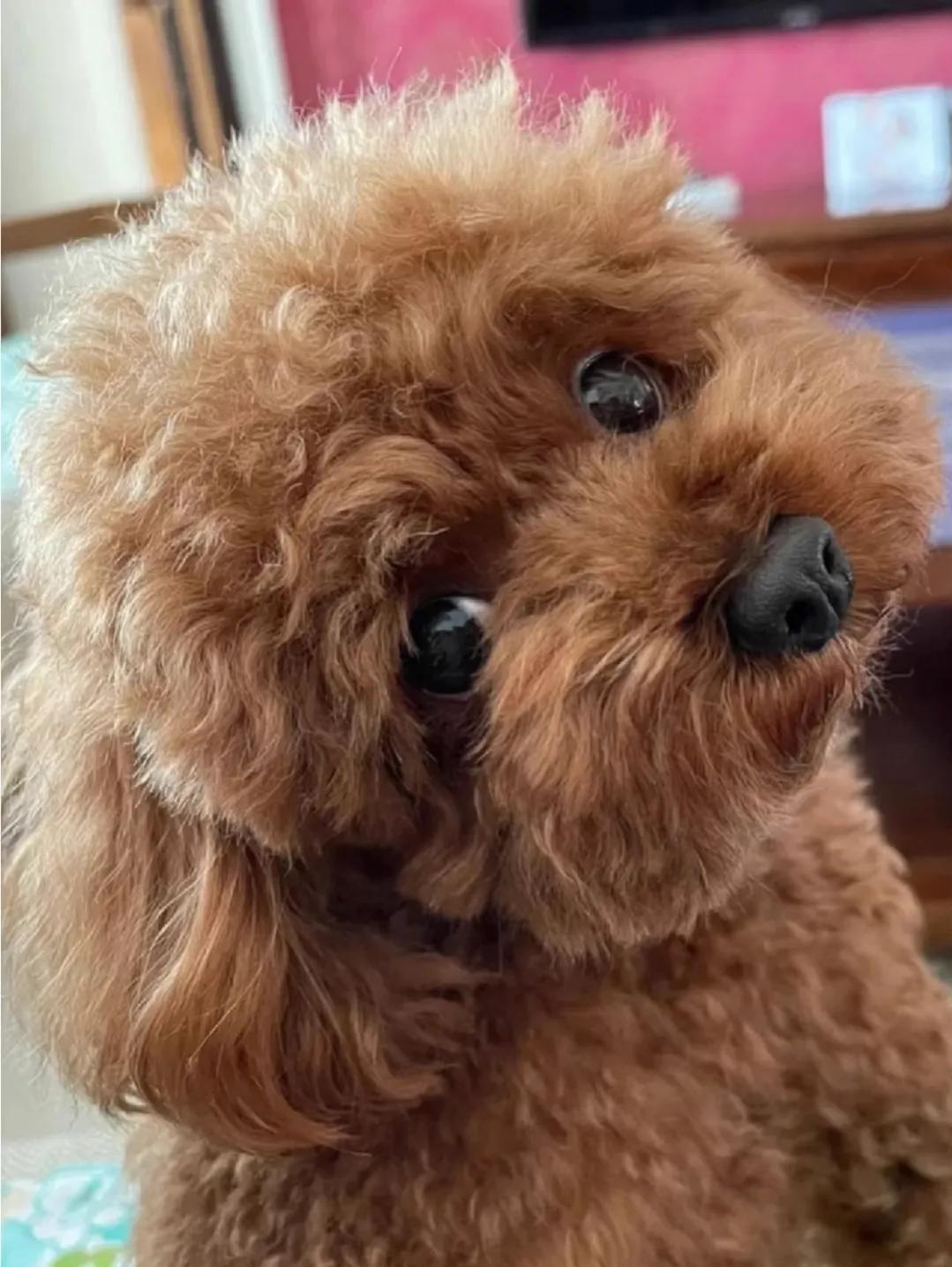 My friend who resigned from the pet store told me some dog-raising ...