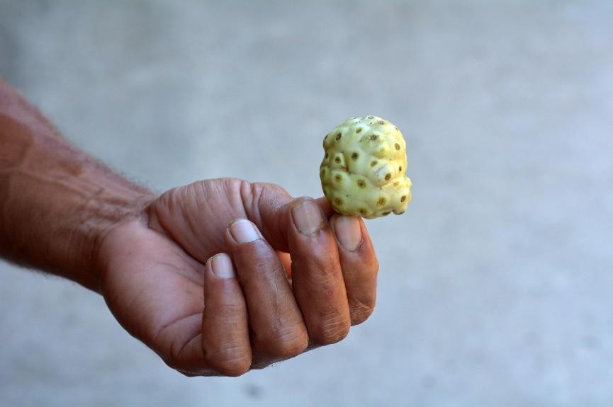 How does Fiji wild noni fruit improve the human immune system? - iMedia