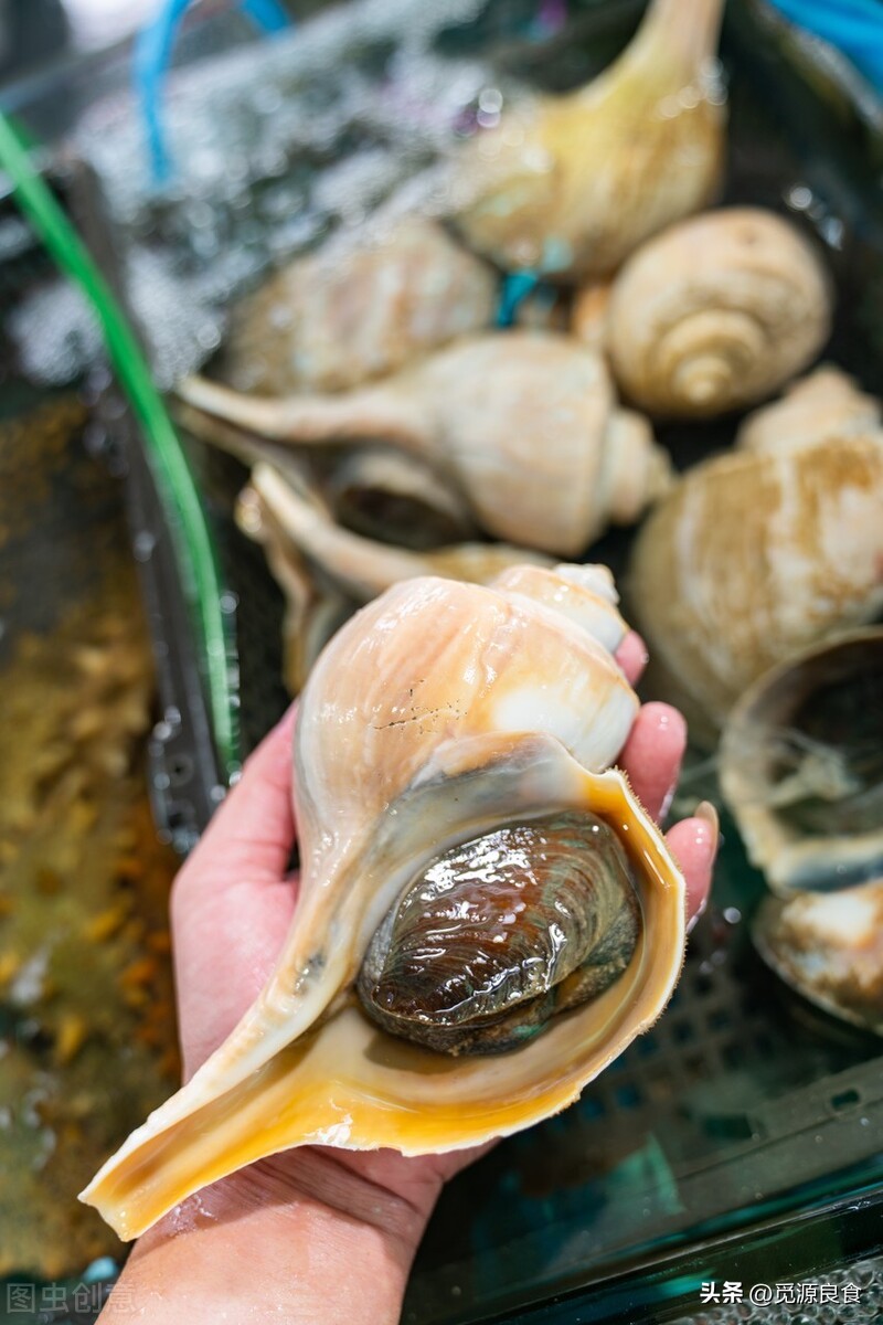 Eating conch, is the tail yellow or shit?Can you eat?Figure it out and ...
