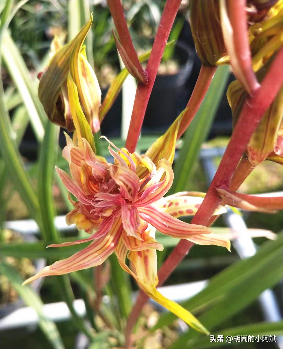 This orchid can meet "unobtainable", a rare tree-shaped flower with ...