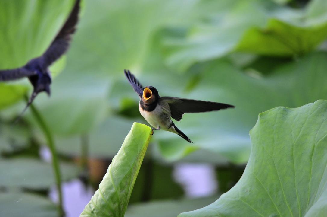 Swifts sleep while flying, landing is almost equivalent to death, so ...