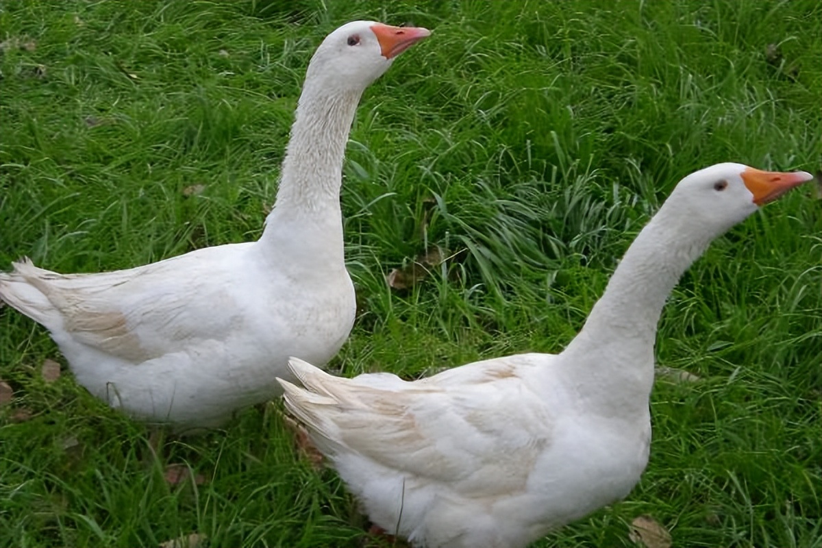 What are the biological characteristics of geese? - iMedia