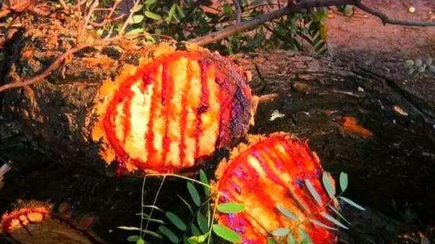 A tree that can bleed, not only has survived for thousands of years ...