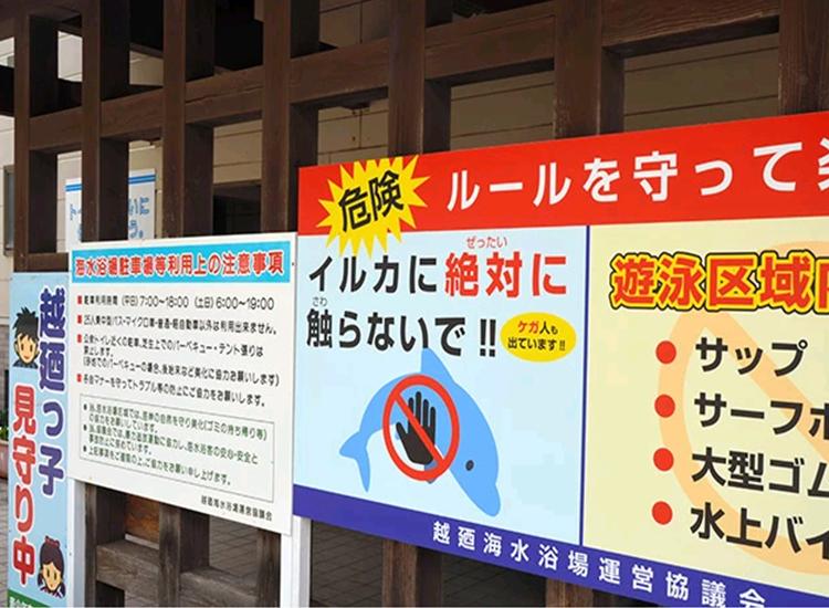 Are dolphins taking revenge on humans?Japanese woman swims on beach ...