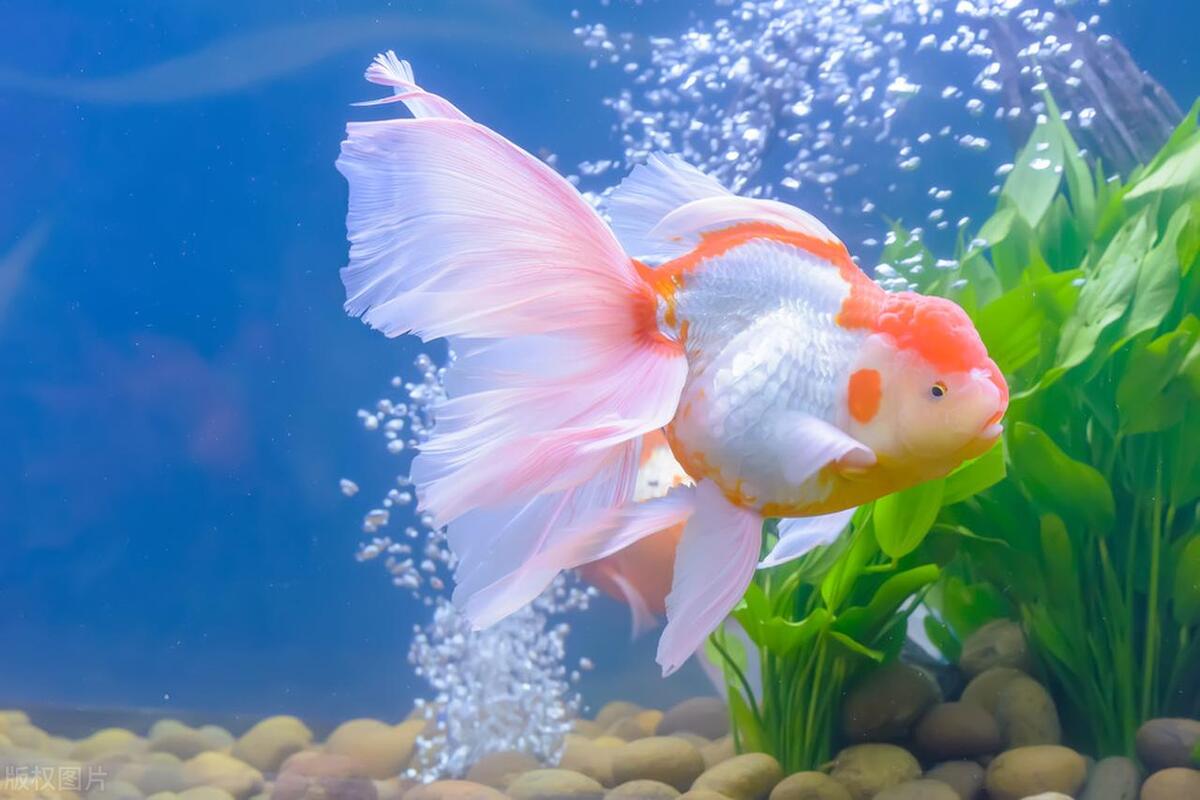 How to make your goldfish more beautiful as you raise them? - iNEWS