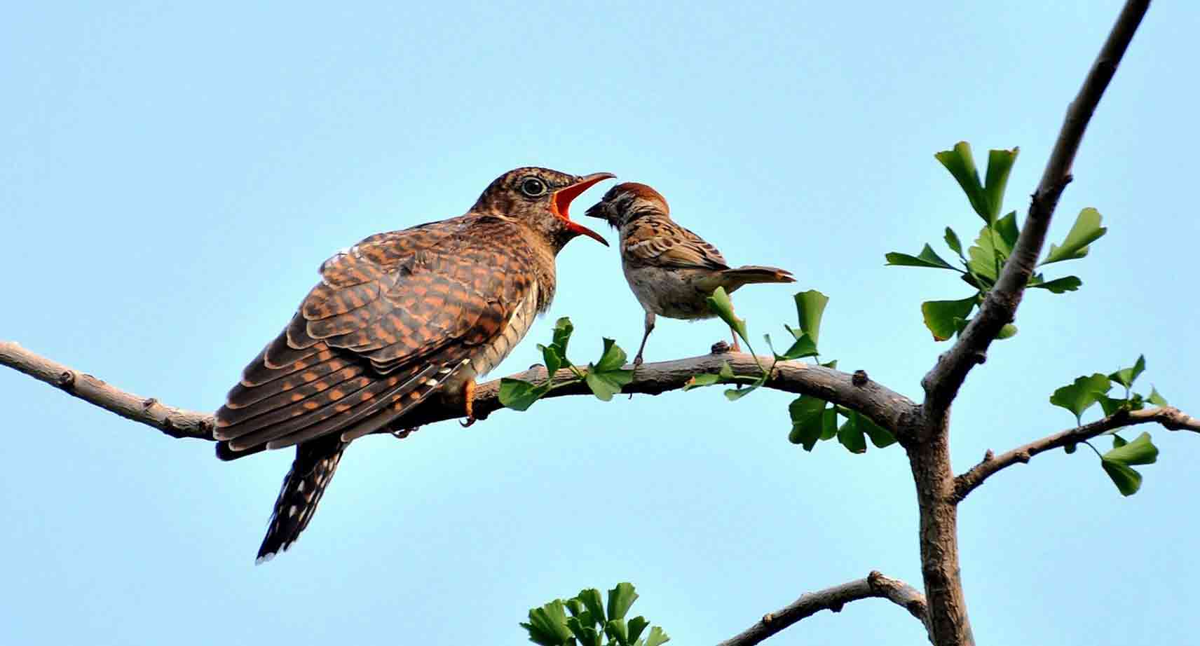 Why is the cuckoo so despicable? Let other birds raise their chicks ...