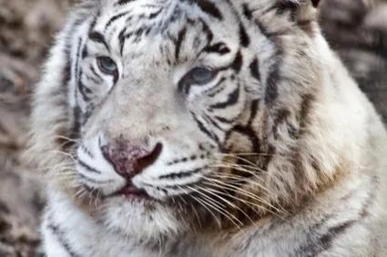 What is a tiger's natural enemy?Why are there fewer and fewer tigers in ...