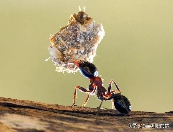 A single ant can lift objects more than 400 times its own weight. Why ...
