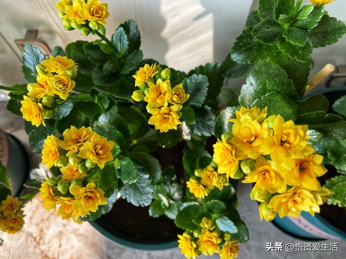 12 of the most common green plants, teach you to cut leaves, a leaf ...