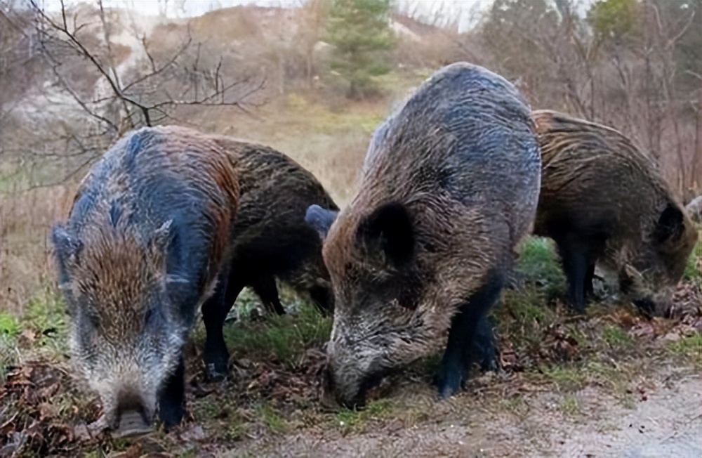 Mutated wild boars conquered Japan! Indiscriminate attacks are carried ...