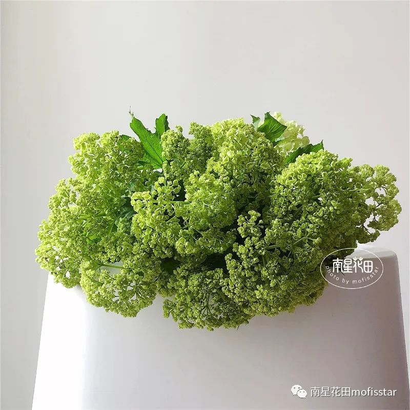 Wooden Hydrangea · Midsummer Green Snow - iNEWS