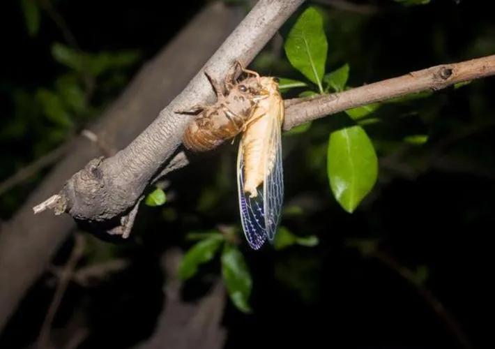 Cicadas have lived underground for more than ten years, and the ...