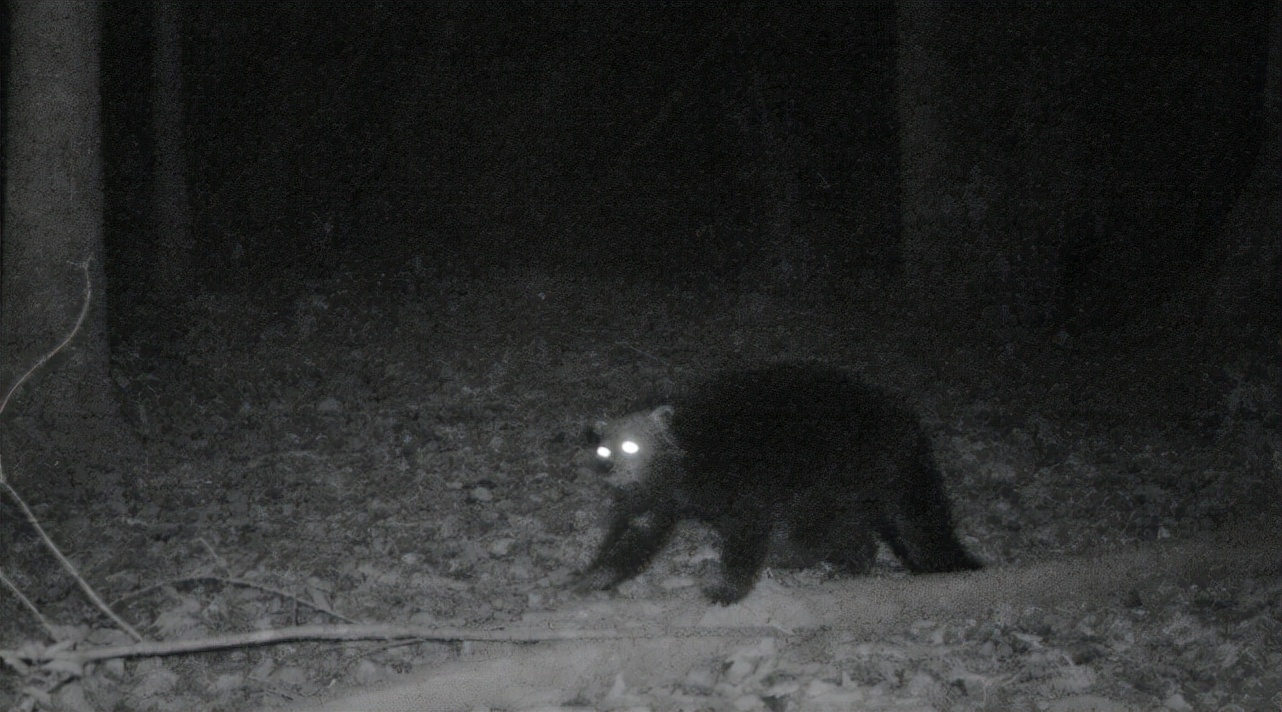 Less than 200!What are the characteristics of the critically endangered ...