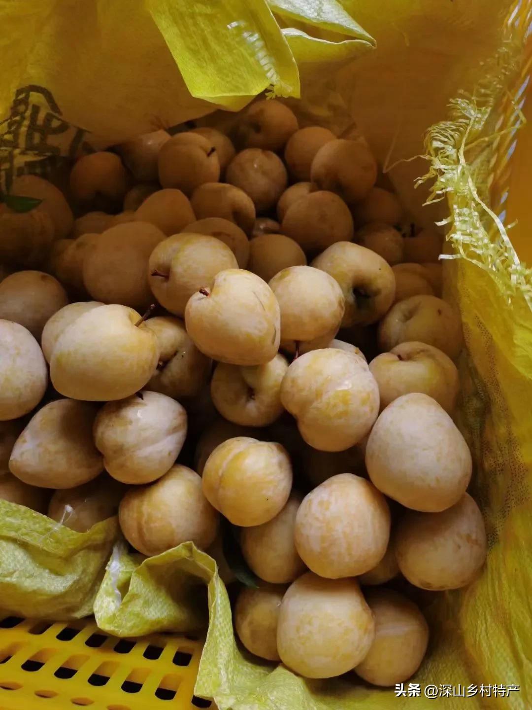 Yanling Alpine Rhubarb Peach and Nai Plum - iNEWS