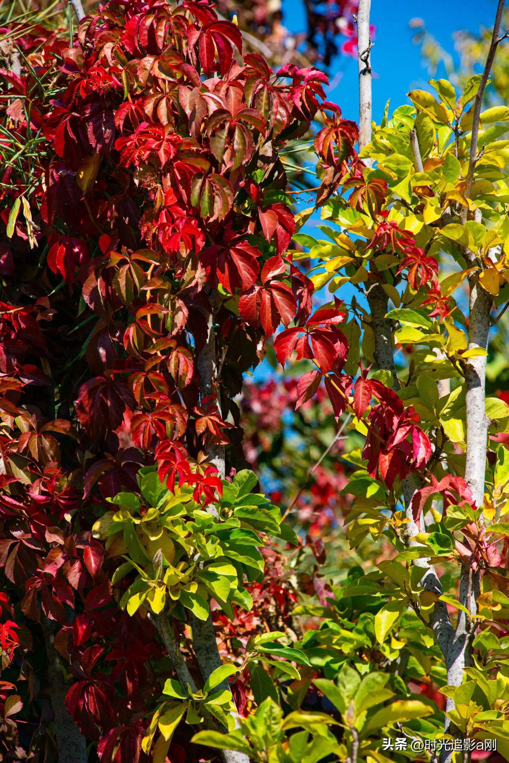 Drunk beautiful autumn colors, creeping tigers, enjoying autumn seasons ...