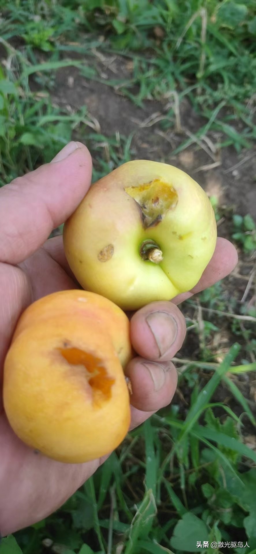 Agricultural black technology, no longer worry about bird damage, new ...