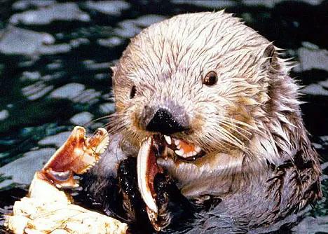 Even the jaguar is afraid of the three-pointed giant otter. How ...