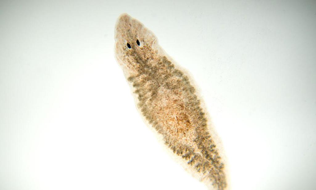 Is symmetry the aesthetics of animals? Meet These Asymmetrical Animals ...