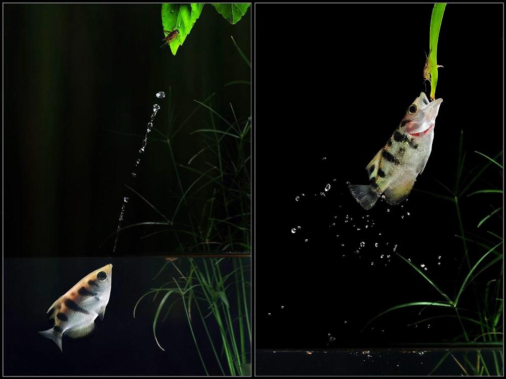 It is the sharpshooter among the fish, how the archerfish shoots the ...