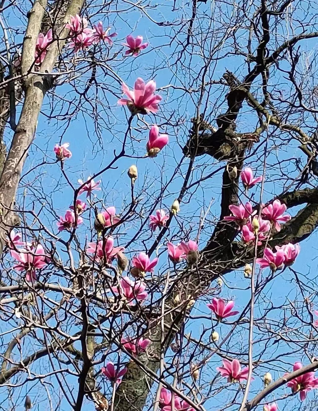 "A Brief History of Trees": The Stories of the Woods We Don't Know - iNEWS