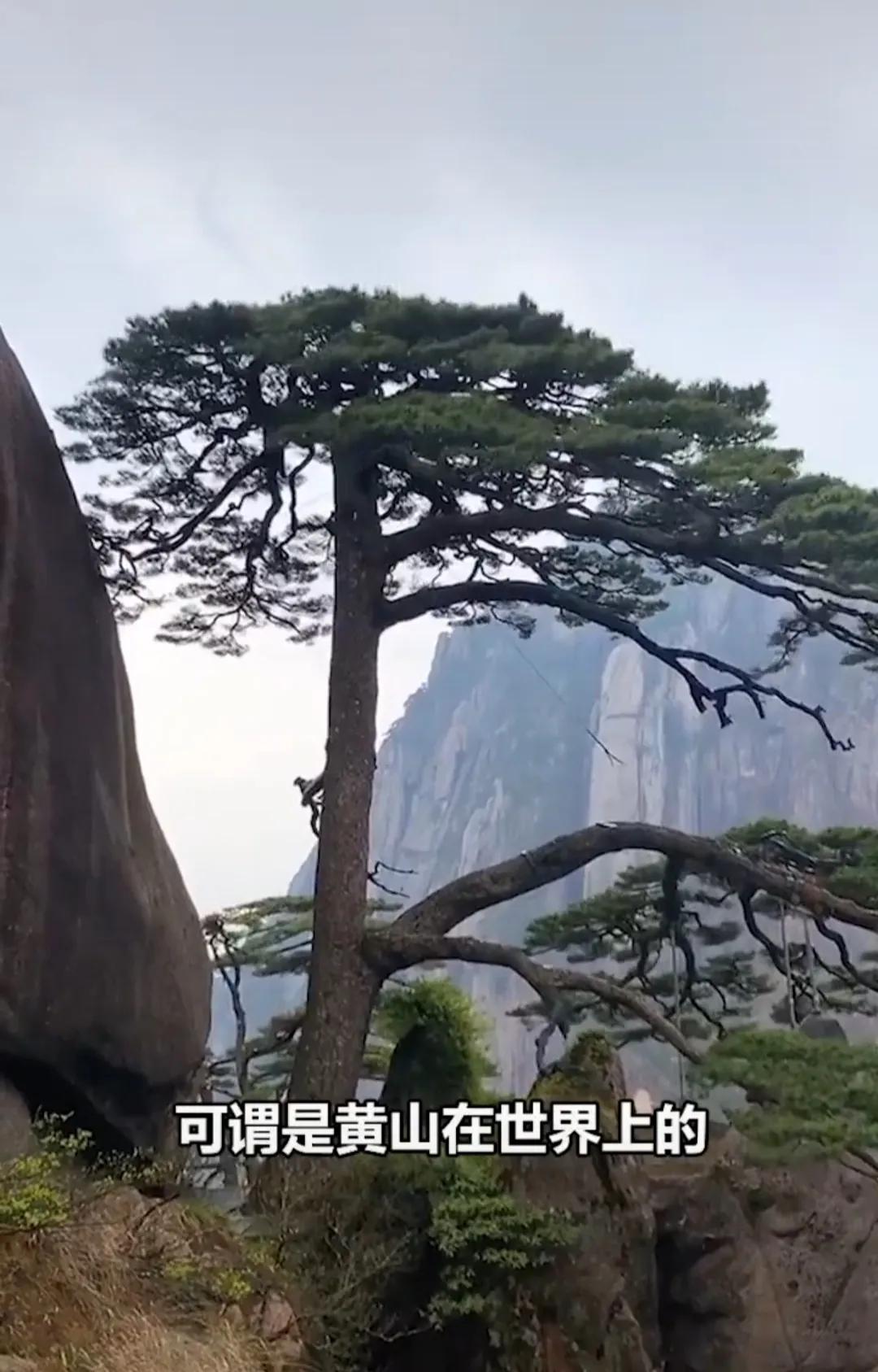 The three most expensive trees in China - iMedia