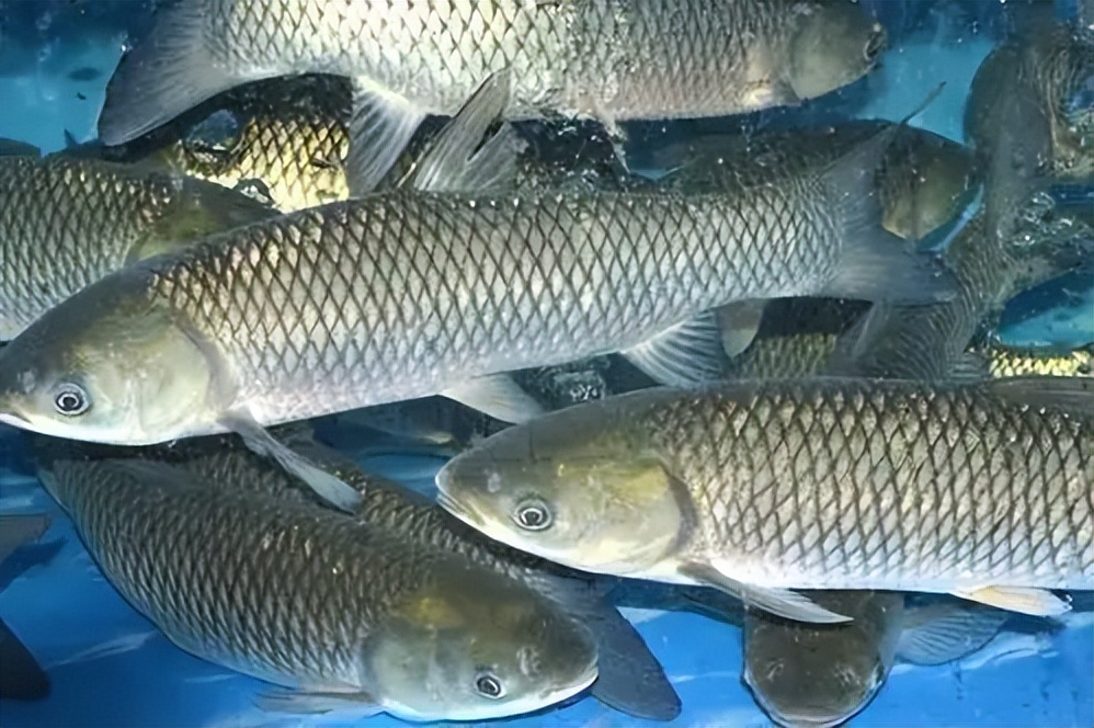 The taste of hometown - cured fish - iNEWS