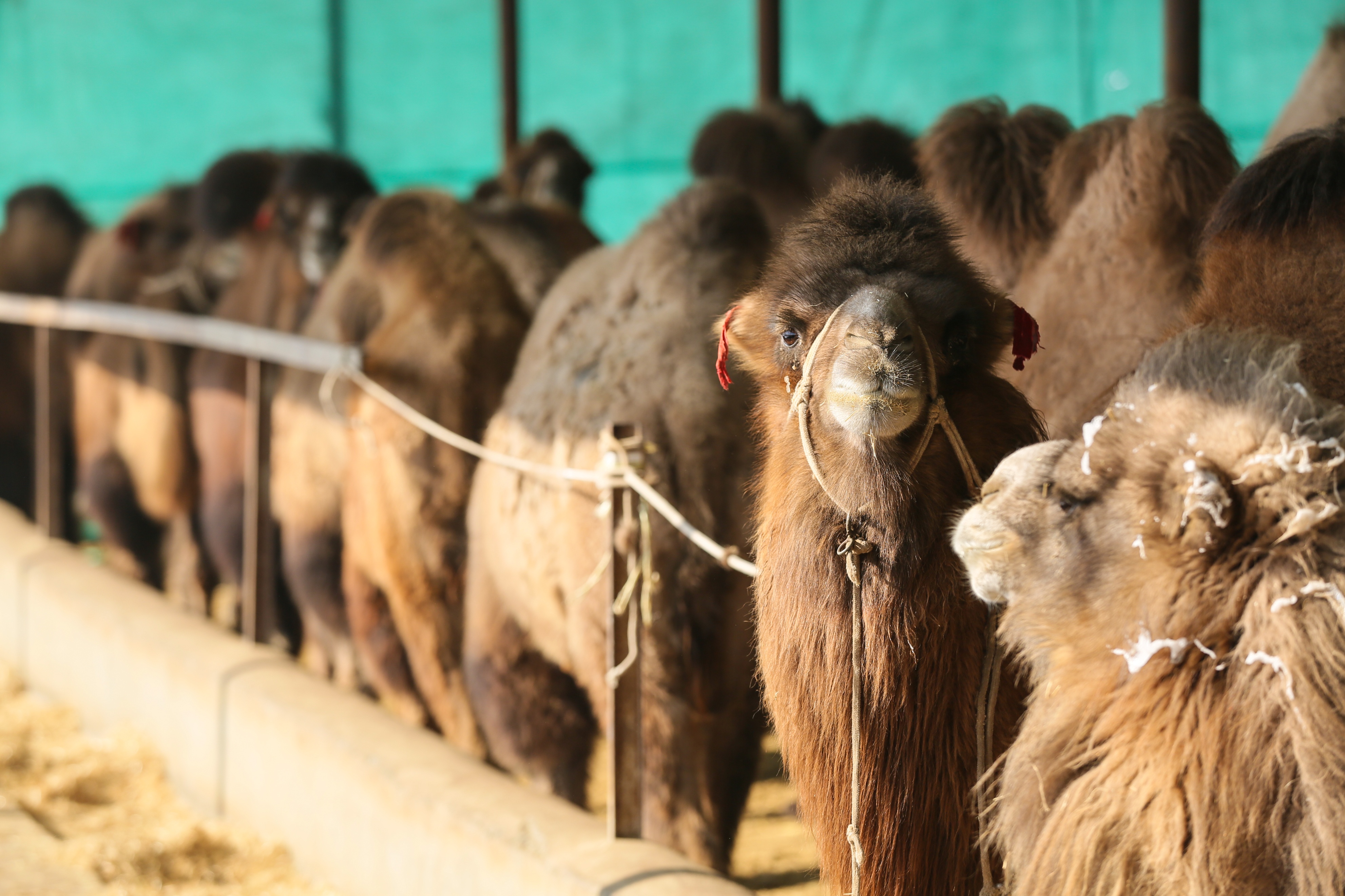 Can I drink camel milk to lose weight? What are the benefits of ...