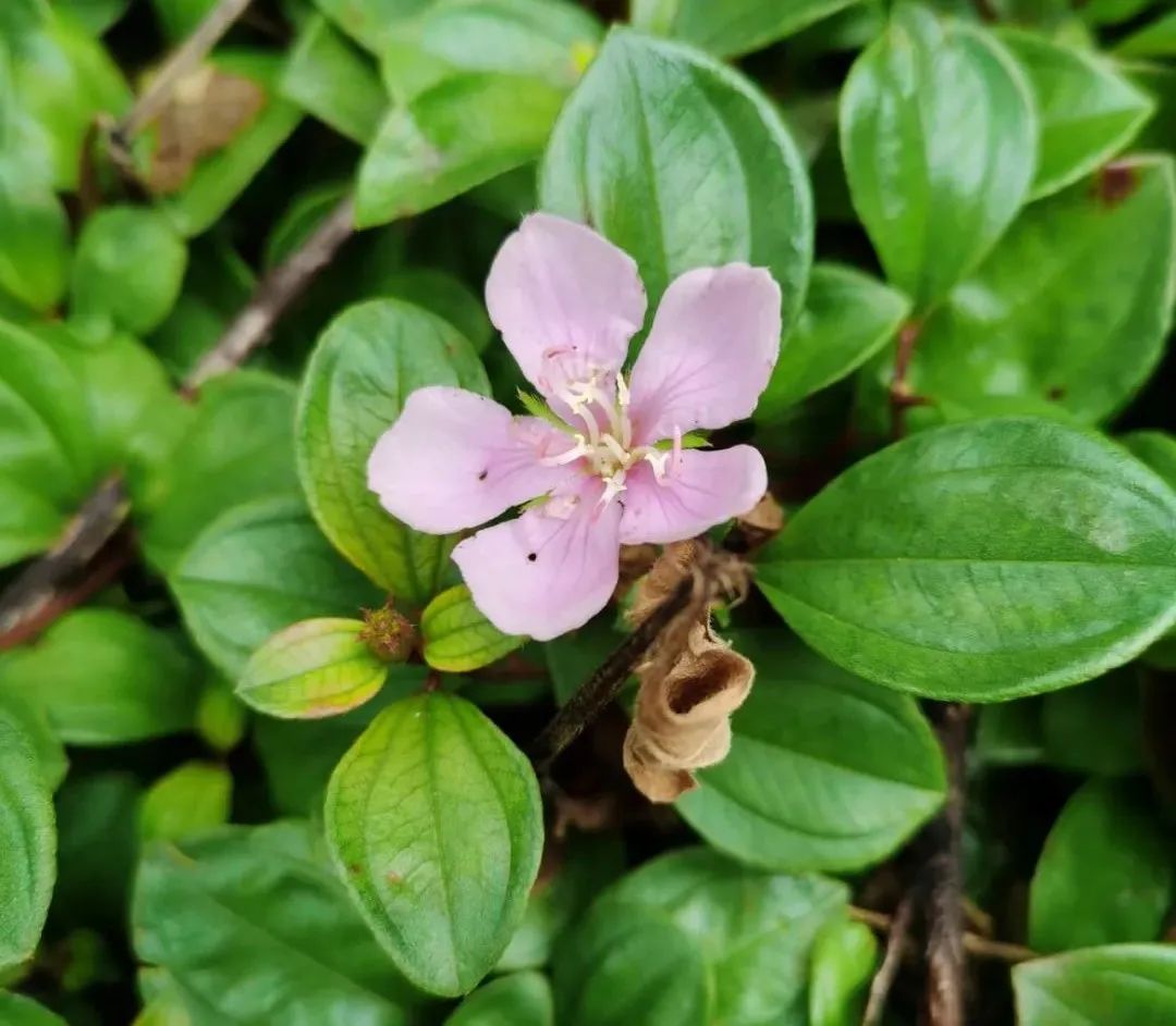 Dishu is a treasure - iNEWS