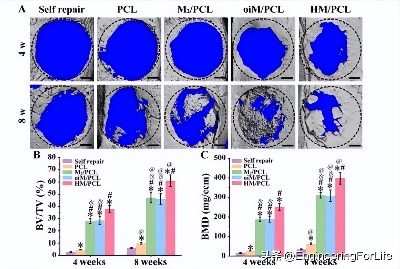 "AHM": mixed cell membrane functionalized matrix regulates inflammatory ...