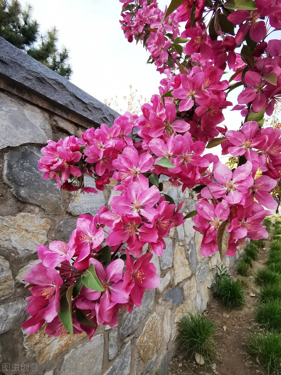 The enthusiastic ruby begonia flower has a colorful scene of its own ...