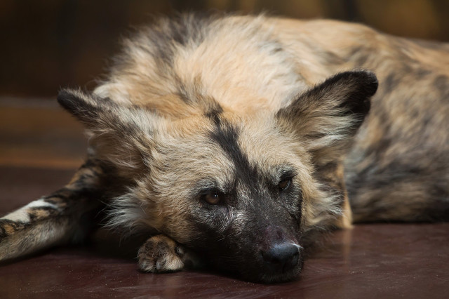 Ferocious land animals ranked 41: African wild dog - iMedia