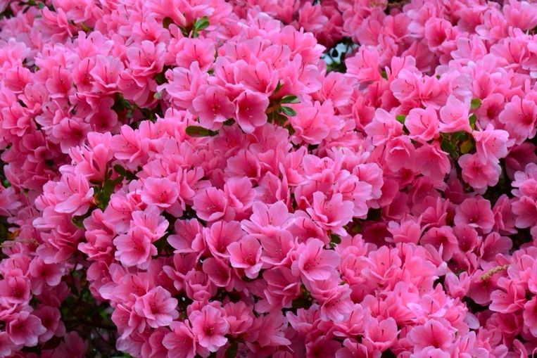 Twenty Poems of Rhododendron, Blooming Like a Brocade, Also Called ...