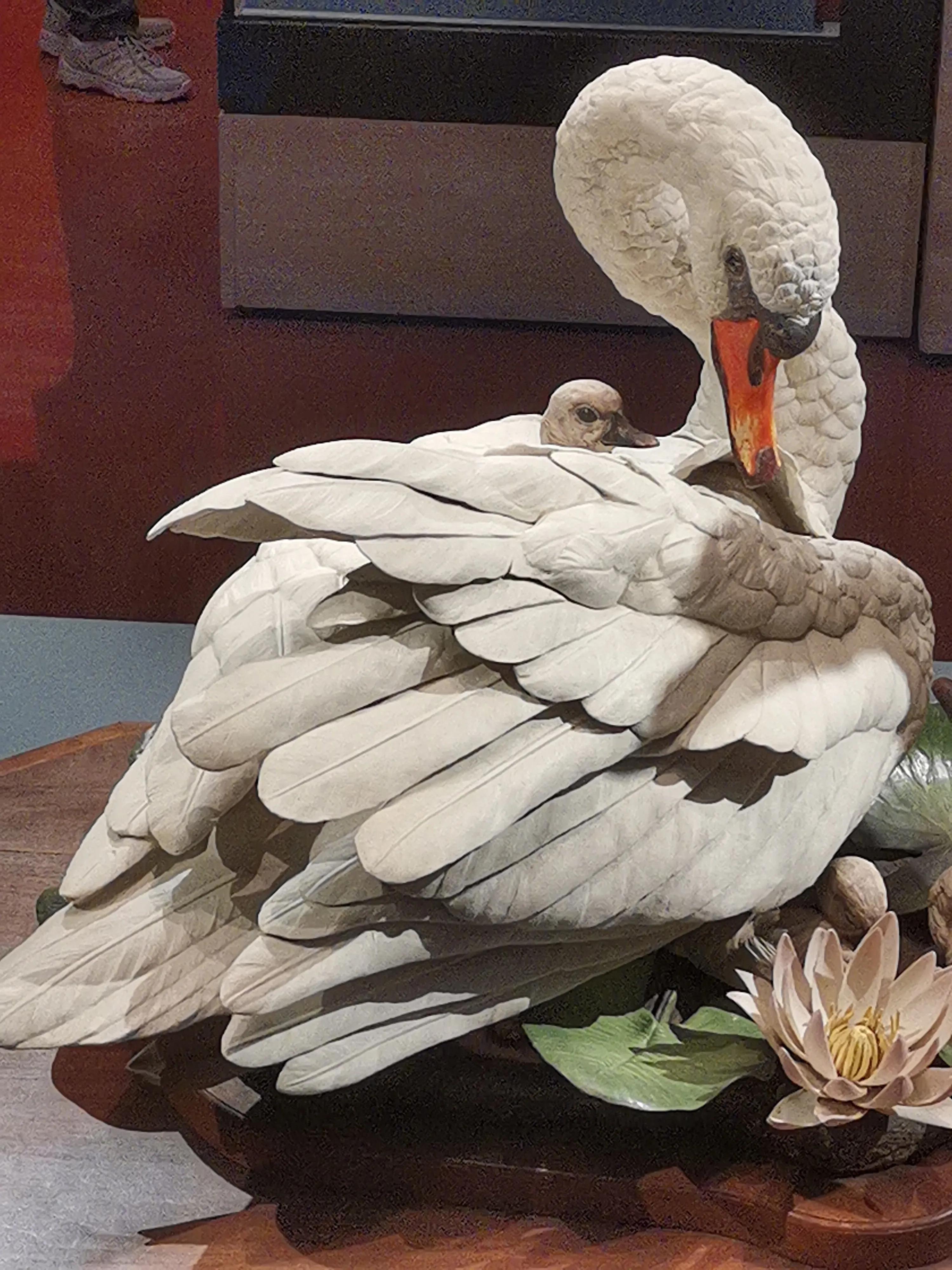 Nixon presents a porcelain swan - iNEWS