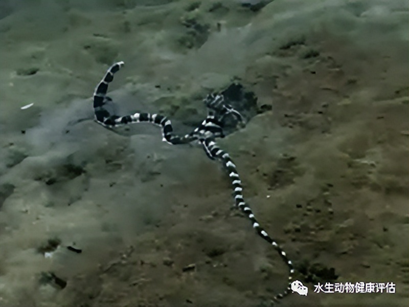 The top pretender on the bottom of the sea - Mimic Octopus - iNEWS