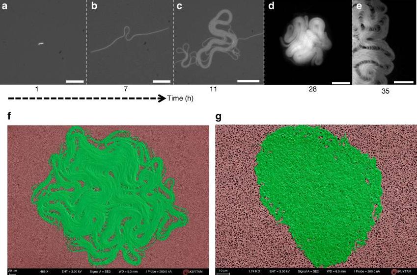 Dynamics of the ordered structure of bacterial biofilms revealed by ...