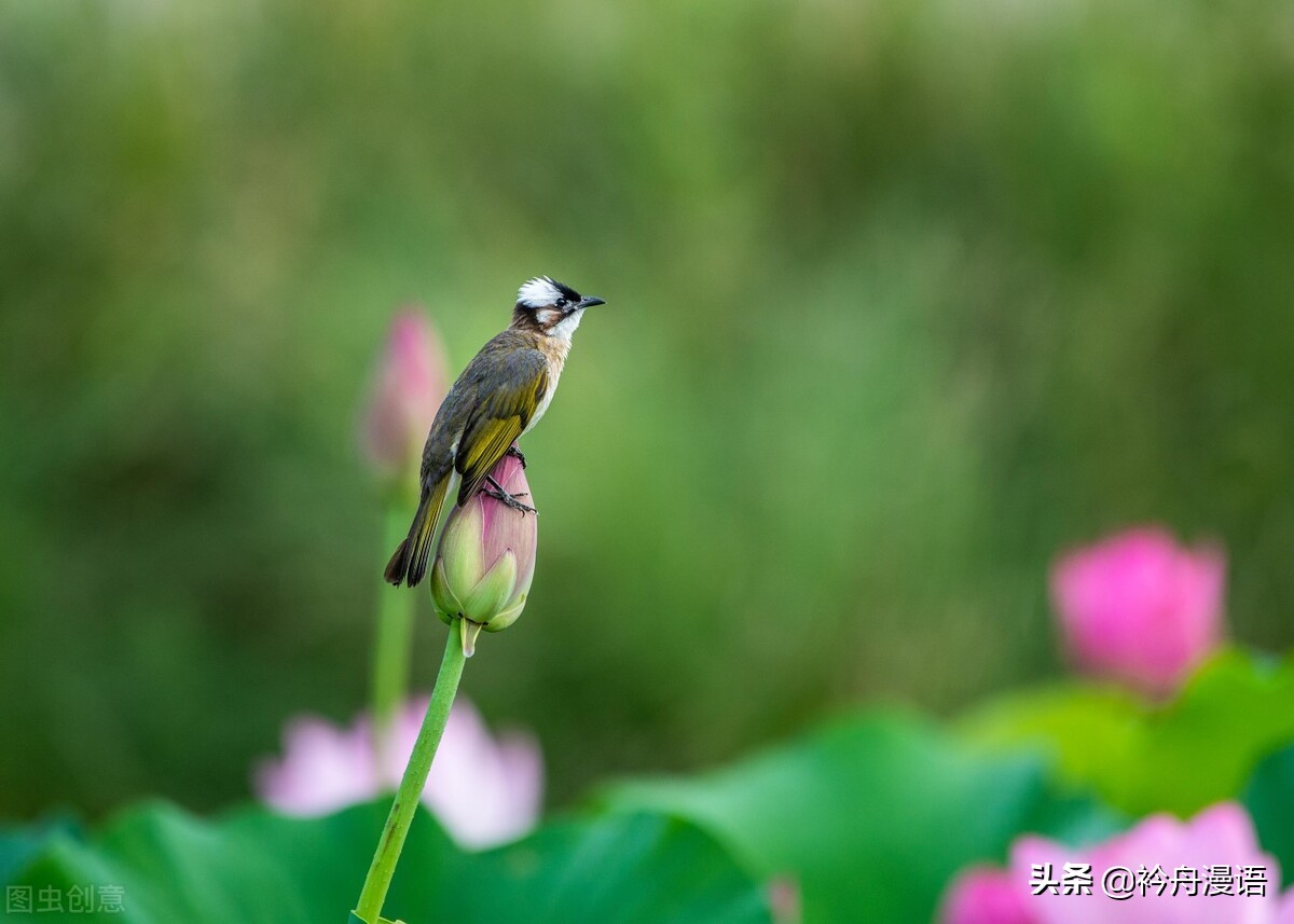 Beautiful encounter between lotus and birds - iNEWS