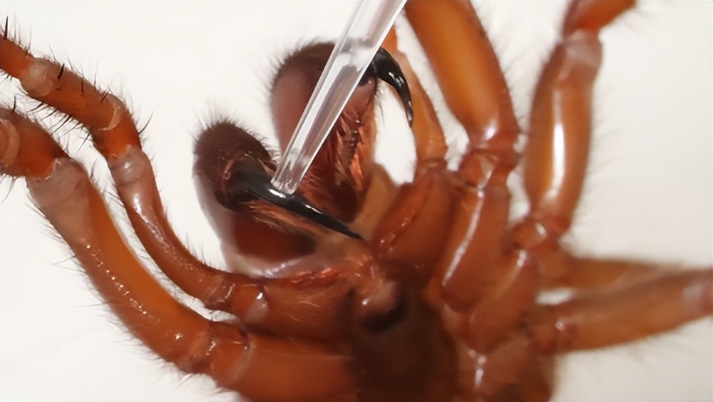 What effects does the venom of Australia's most dangerous spider have ...