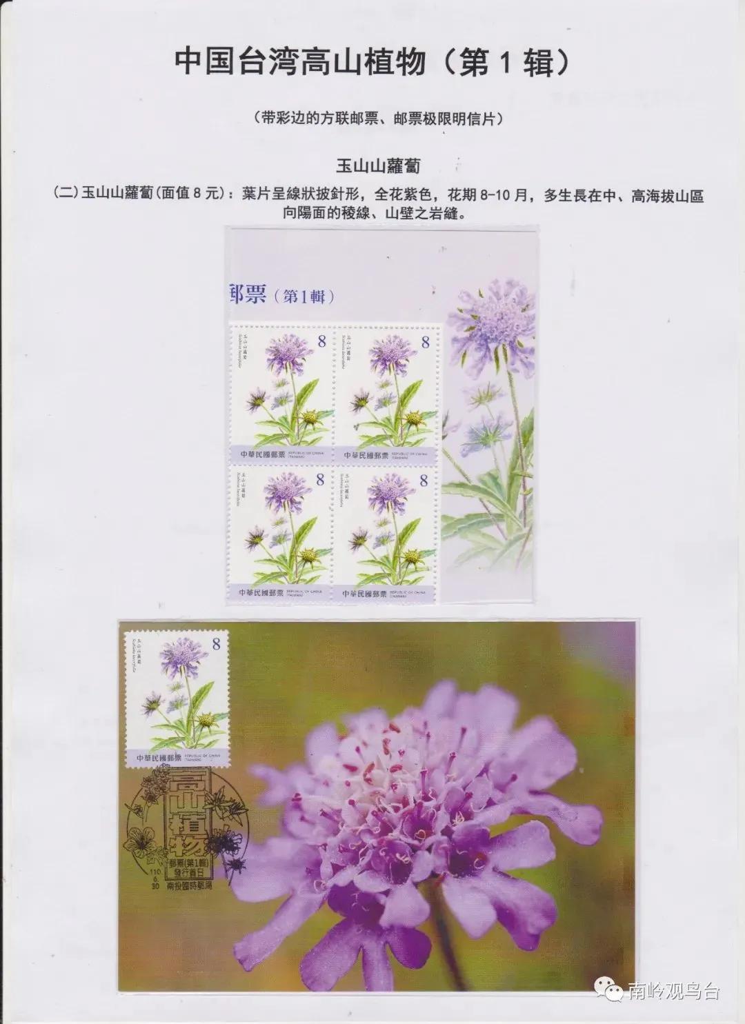 Chinese alpine plants (7) - iNEWS
