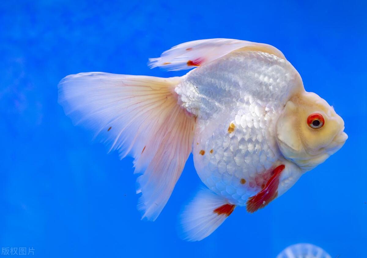Teach you how to distinguish the male and female goldfish - iNEWS