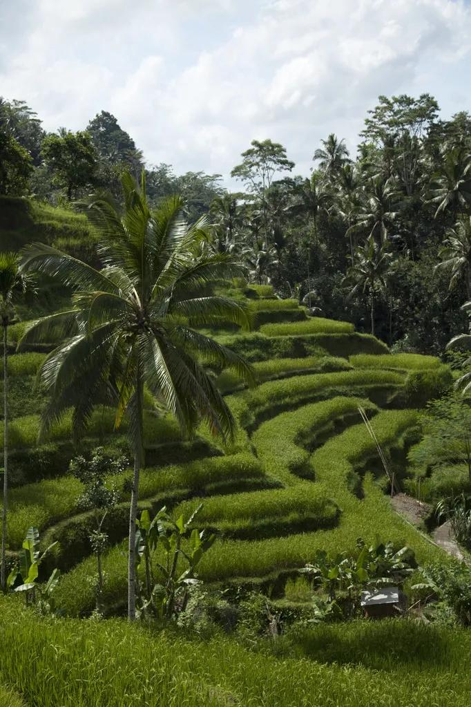 Bali scenery - iNEWS