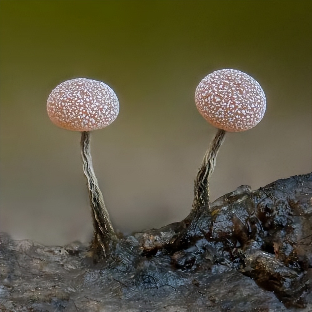 Microscopic Wonders: The Art of Photography Revealing the World of Tiny ...