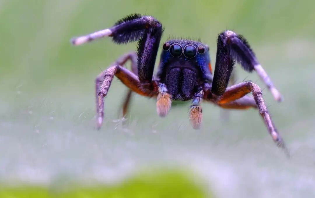 Behavioral Characteristics and Predation Strategies of Spiders - iMedia